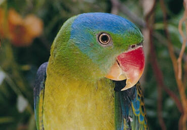 Native parrots of Luzon, Philippines • Loro Parque