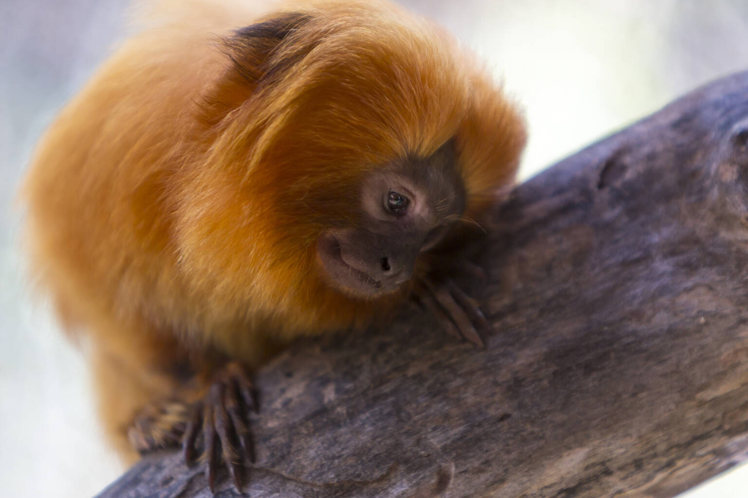 The golden lion tamarin is endangered, its population has dropped by 50 ...