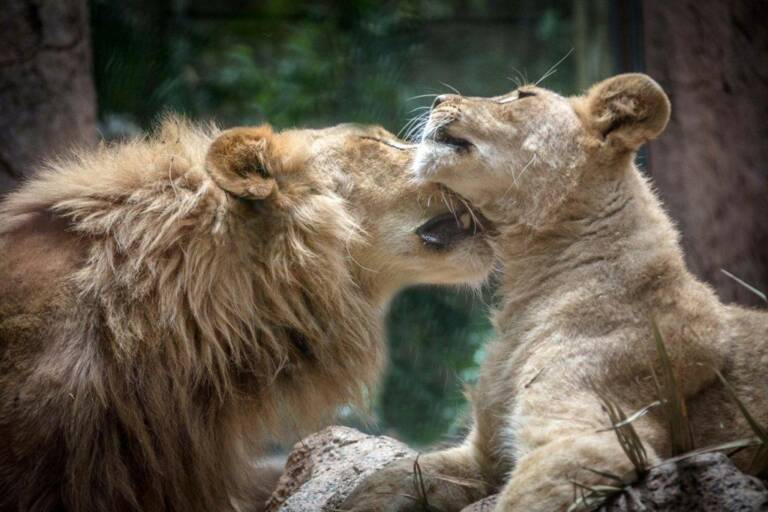 Protecting species • Loro Parque