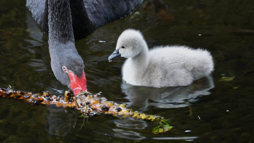 Nace un cisne negro en el Lago Thai de Loro Parque • Loro Parque