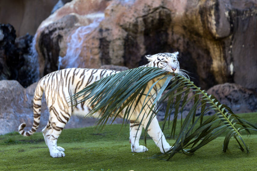 Loro Parque is celebrating the World Wildlife Day dedicated to Big Cats ...