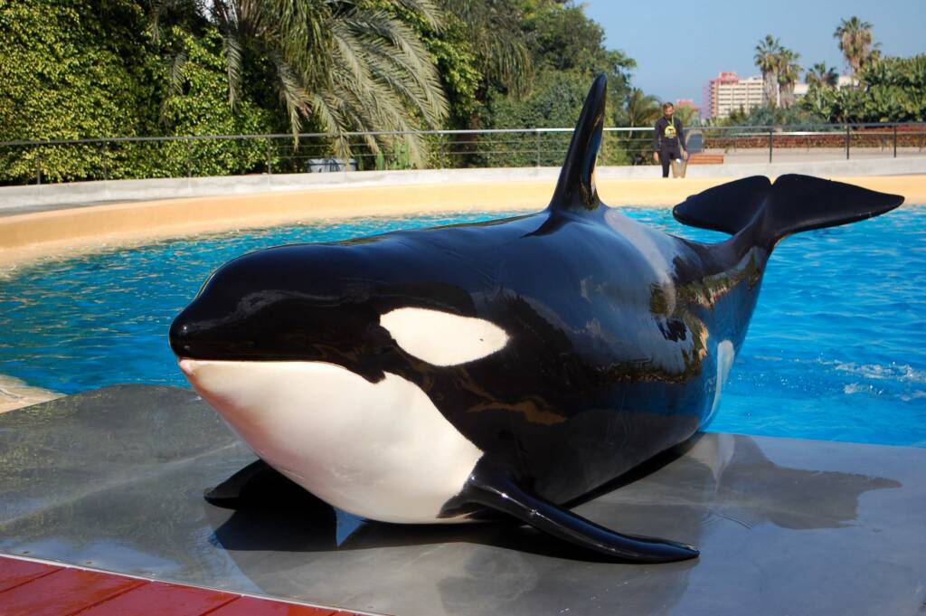 Orca Morgan: A controversial captivity case