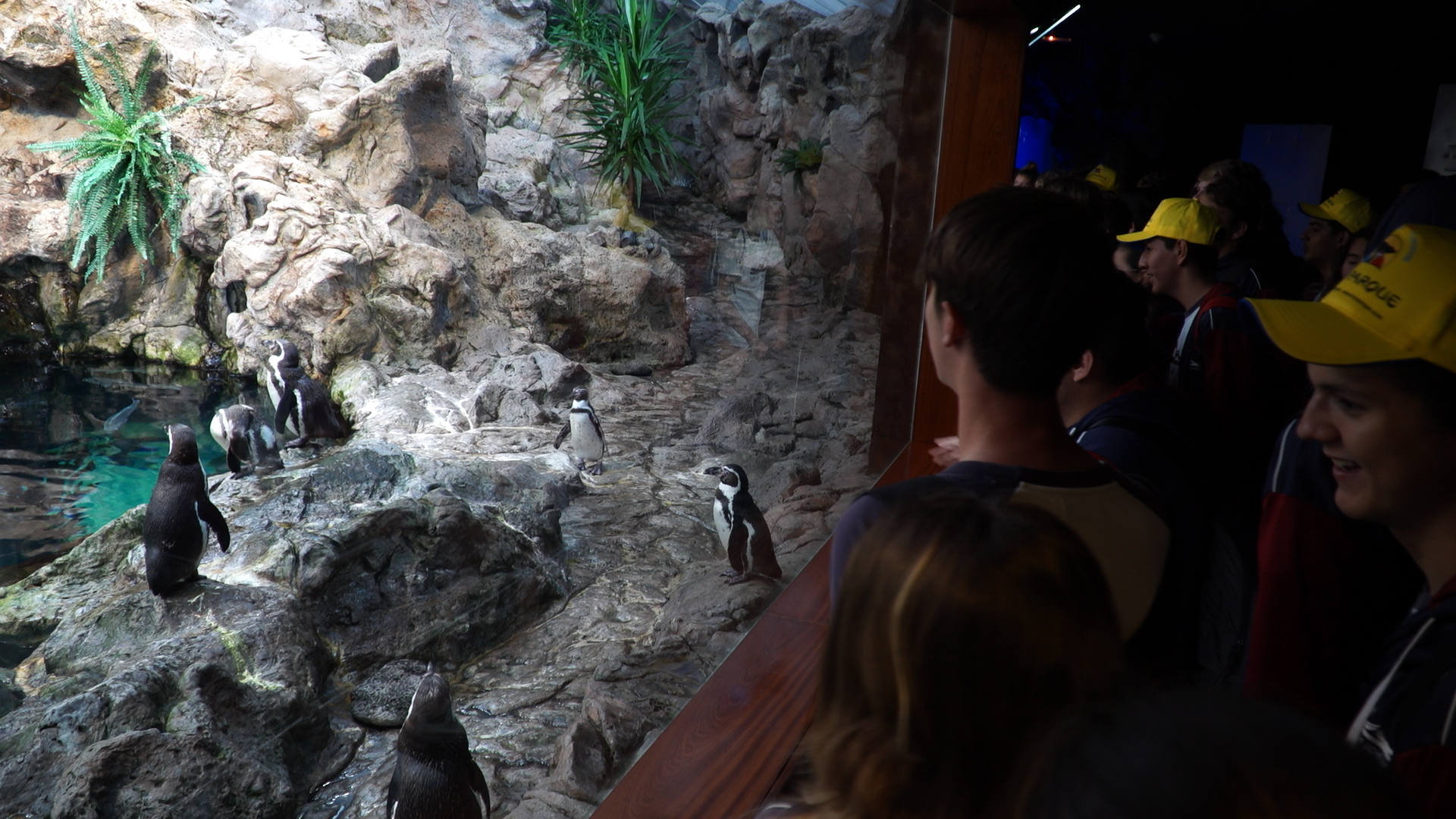Loro Parque Celebrates World Penguin Day