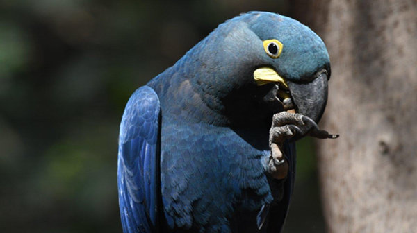 Loro Parque Foundation Is Saving Nine Parrot Species From Extinction ...