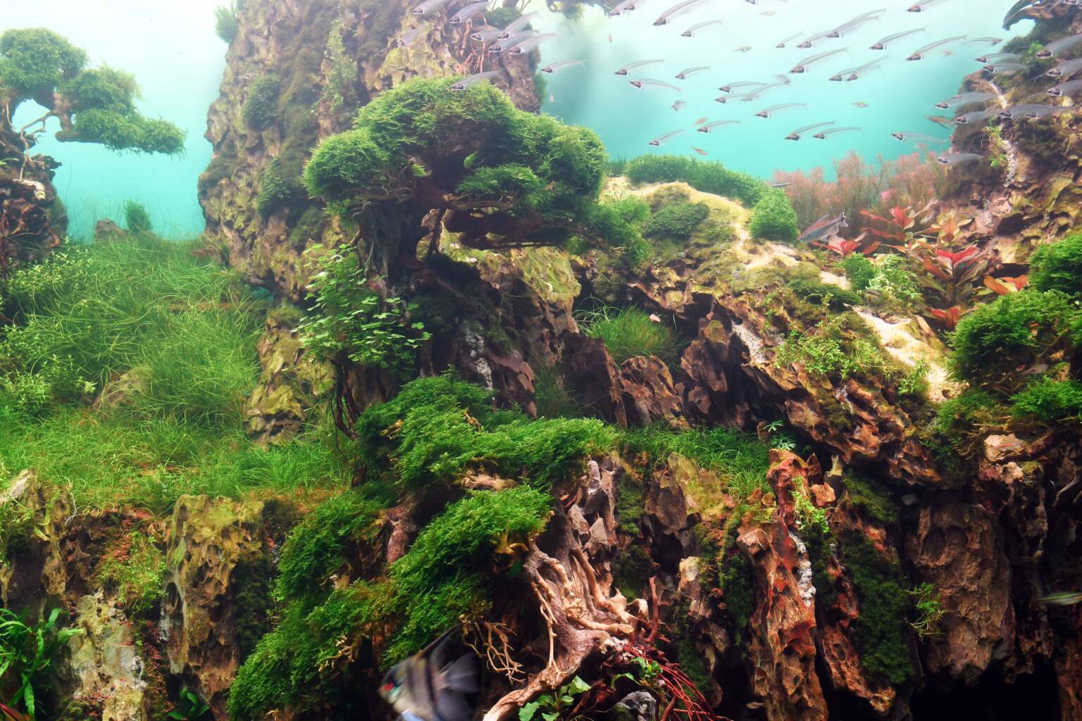 El "Jardín Zen": equilibrio entre dos mundos • Loro Parque