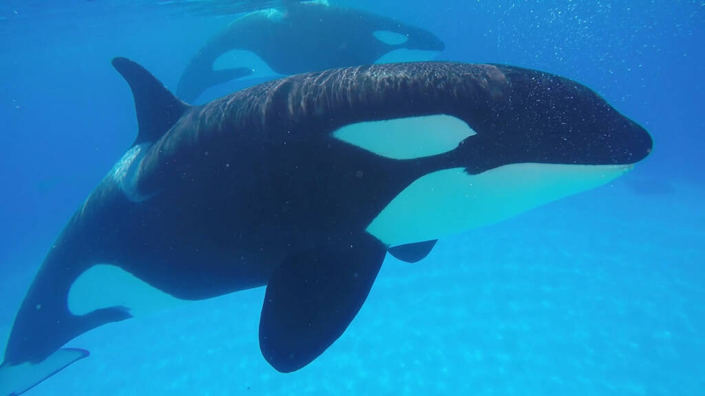 Everything is ready at Loro Parque to welcome Morgan's calf • Loro Parque