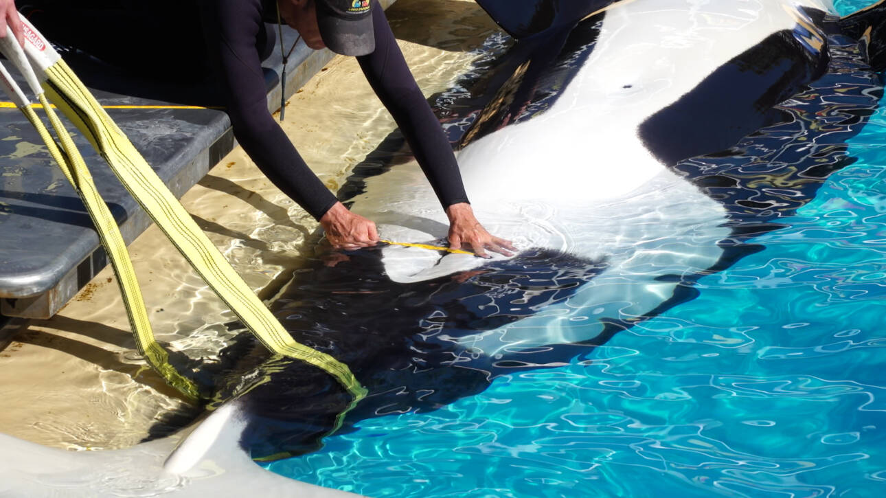 Everything is ready at Loro Parque to welcome Morgan's calf • Loro Parque