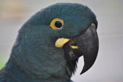 Loro Parque Foundation returns six examples of an endangered species ...