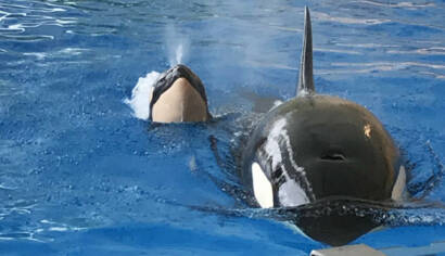 Loro Parque da la bienvenida a la cría de la orca Morgan • Loro Parque