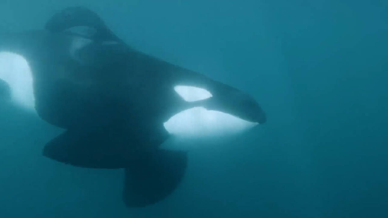 Orca versus weißer Hai: Ein Kampf zwischen großen Räubern, bei dem es ...