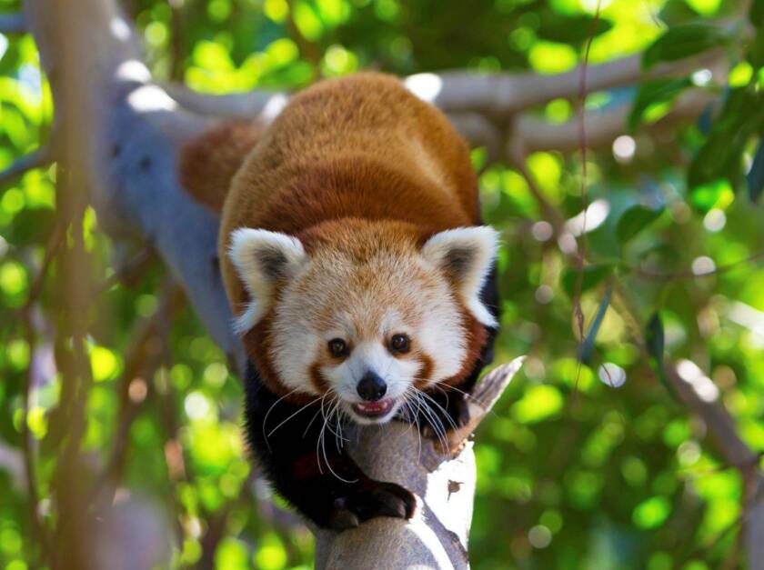 Loro Parque invites their neighbours from Punta Brava and Las Adelfas ...