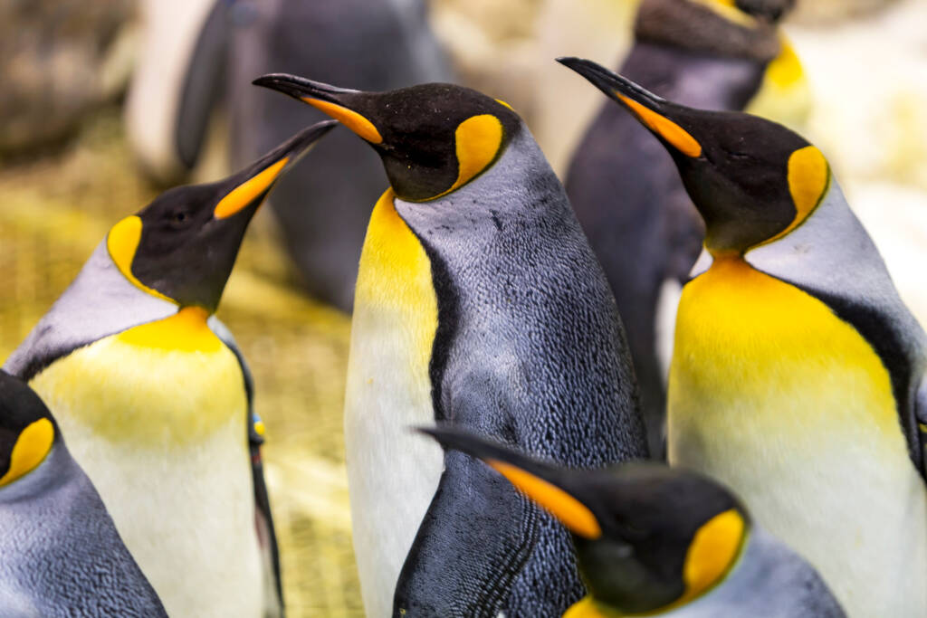 The president of the Loro Parque Company receives the award 'Champion ...
