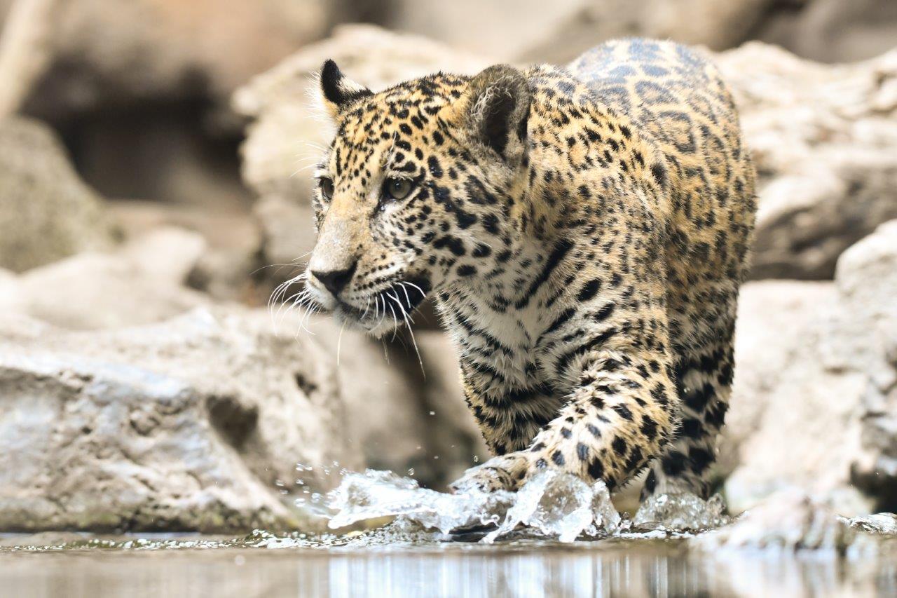 Verano en Loro Parque: ¡Ya empezó!