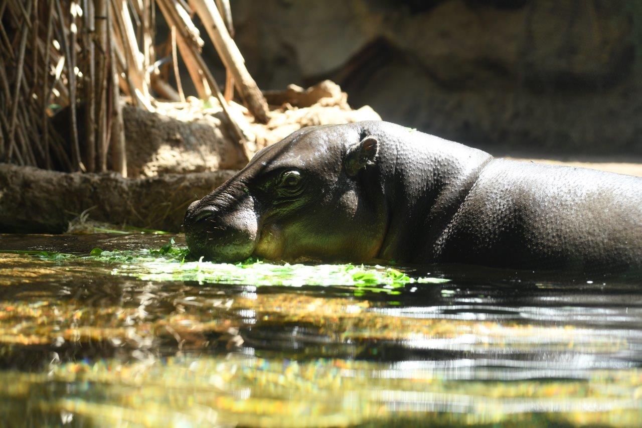 Verano en Loro Parque: ¡Ya empezó!