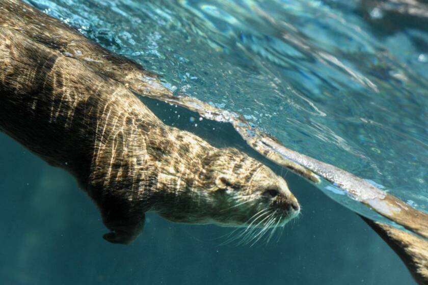 Verano en Loro Parque: ¡Ya empezó!