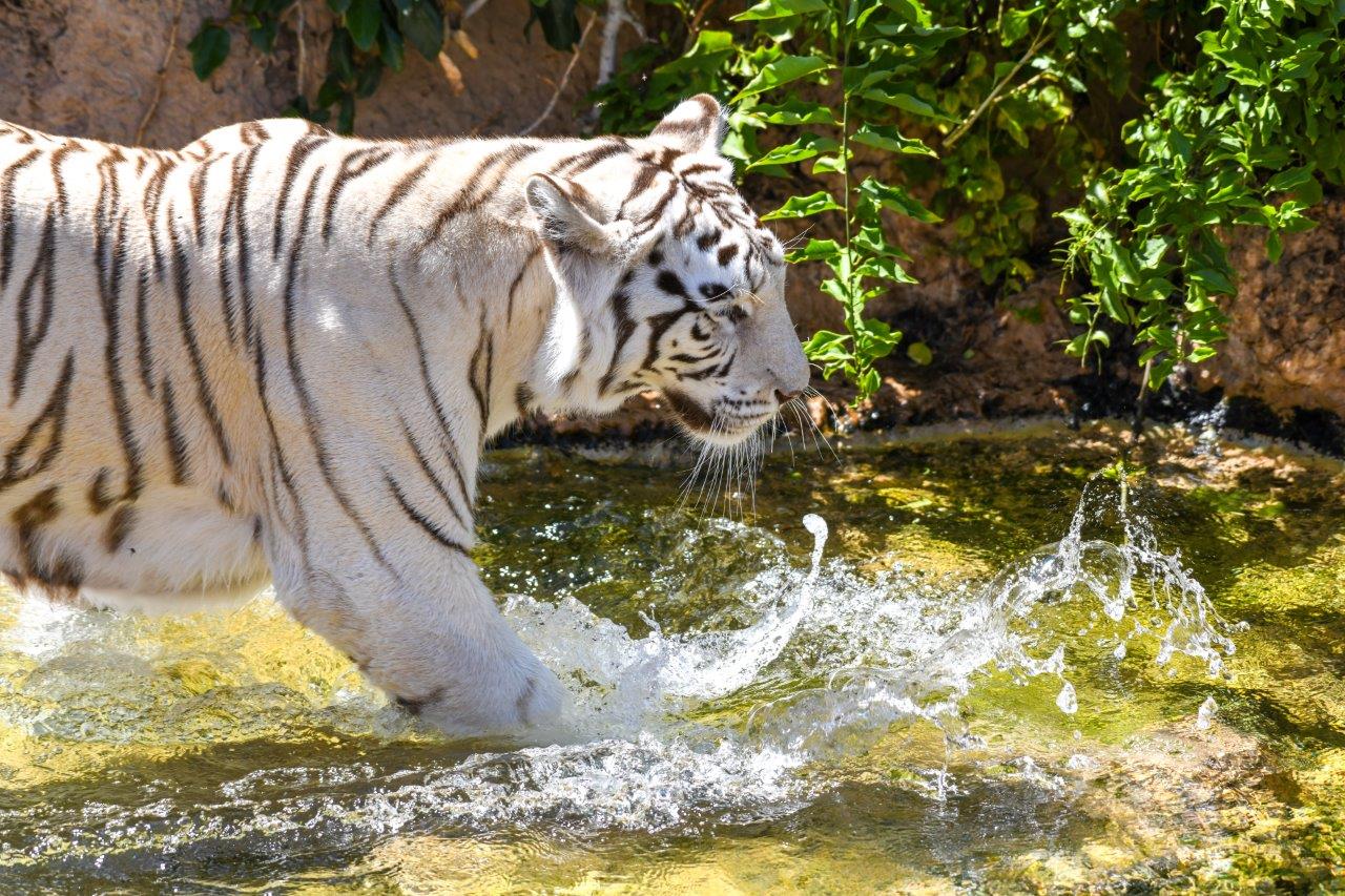The animals of Loro Parque welcome the summer • Loro Parque