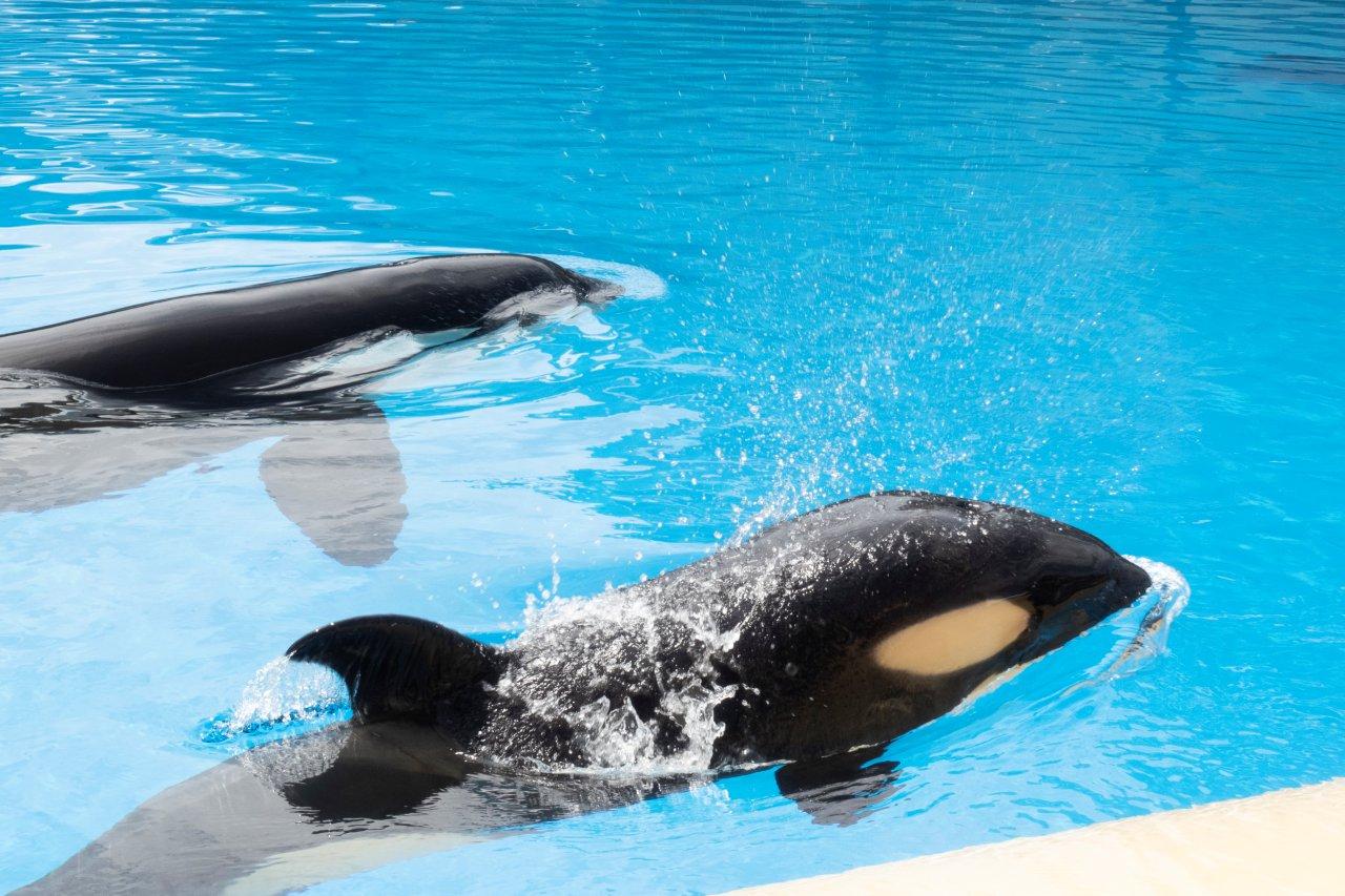 10º aniversario del rescate de la orca Morgan • Loro Parque