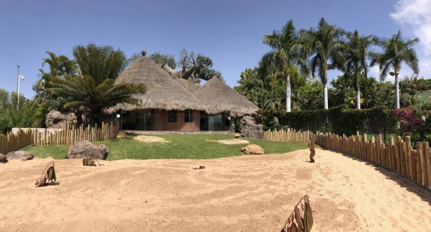 Loro Parque opens a large facility for African spurred tortoises • Loro ...