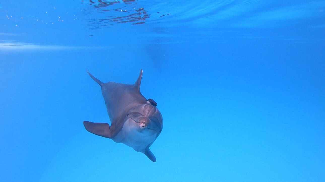 Loro Parque participates in largest-ever cetacean welfare study • Loro ... Loro Parque participates in largest-ever cetacean welfare study • Loro ...