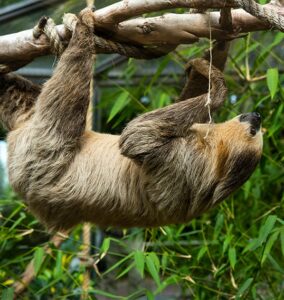 Perezosos Choloepus didactylus • Loro Parque