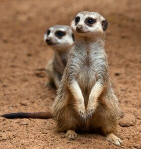 Suricatas Suricata suricatta • Loro Parque