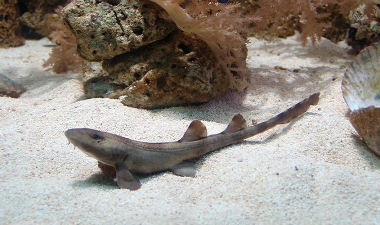 Sharks Selachimorpha • Loro Parque
