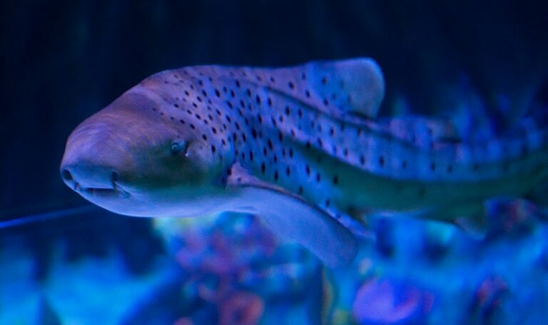 Sharks Selachimorpha • Loro Parque