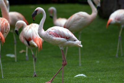 Noticias y novedades de Loro Parque - Loro Parque