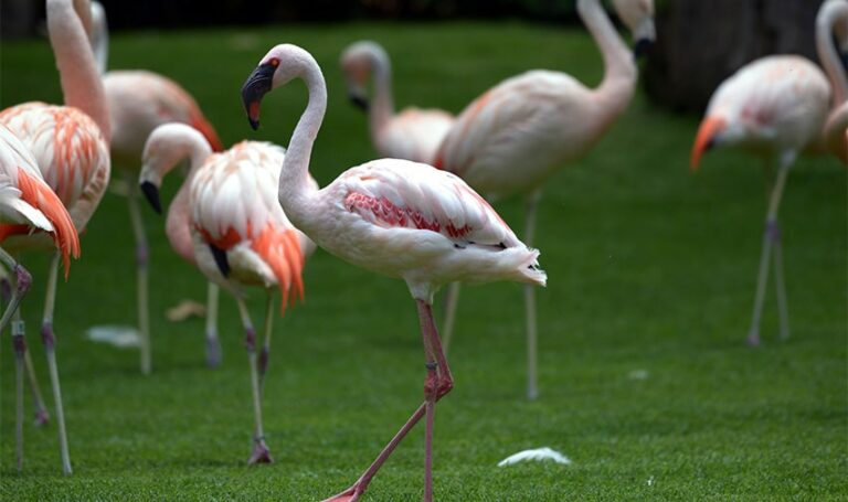 Types of flamingos in Loro Parque