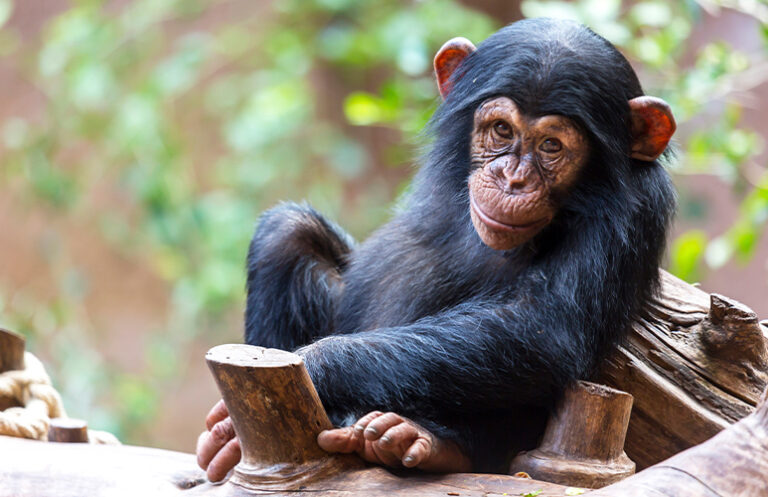 Westafrikanische Schimpansen Pan troglodytes verus • Loro Parque