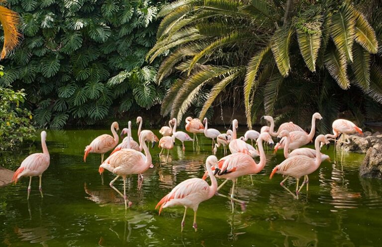 Flamingoarten in Loro Parque