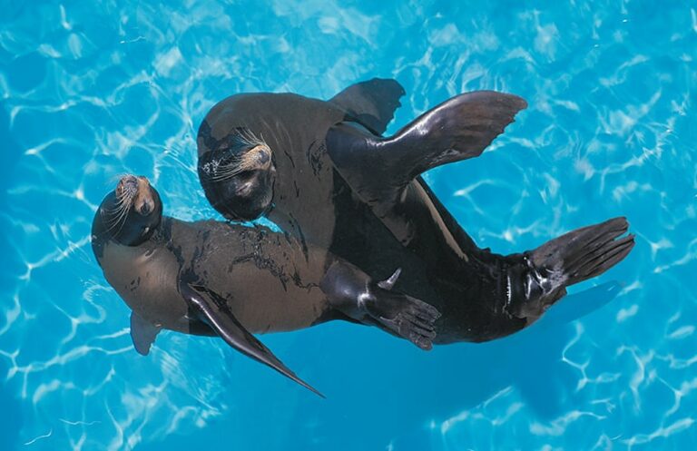 Leones marinos Zalophus californianus • Loro Parque