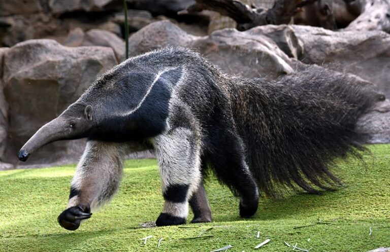Anteater Myrmecophaga tridactyla • Loro Parque