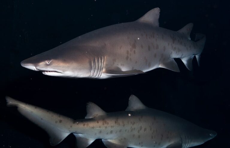 Tiburones Selachimorpha • Loro Parque