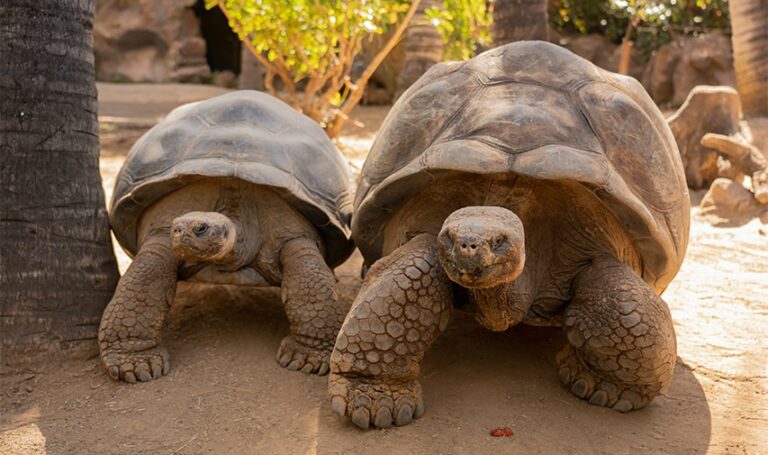 Tortugas Testudines • Loro Parque