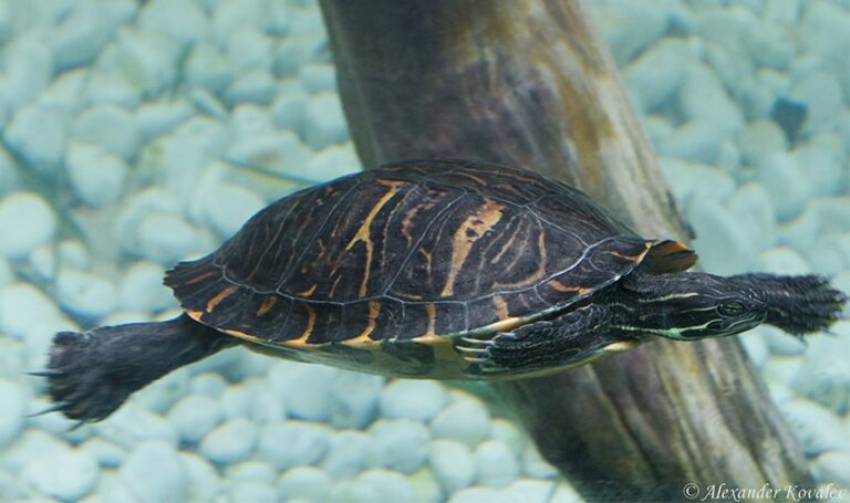Tortugas Testudines • Loro Parque