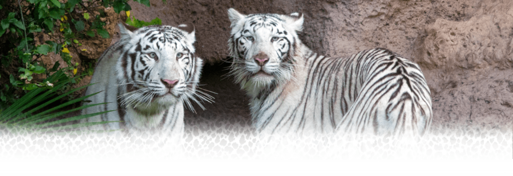 Learn about the animals under the care of Loro Parque