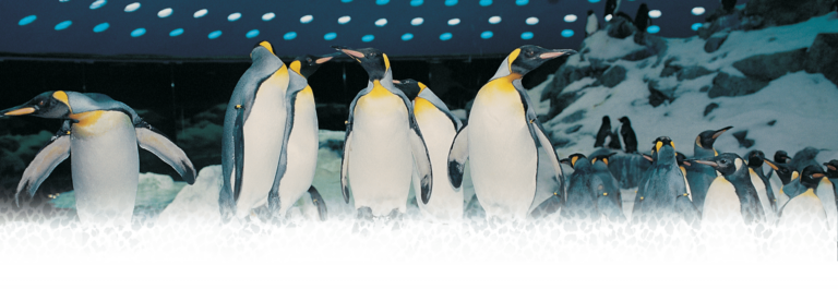 Learn about the animals under the care of Loro Parque