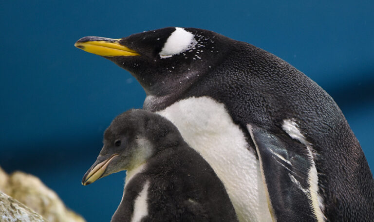 Penguins Spheniscidae • Loro Parque