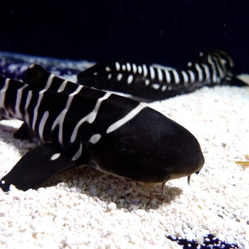 Blog de Investigación y Ciencia | Loro Parque