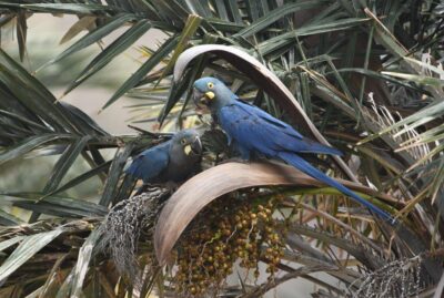 Welcome to Loro Parque!