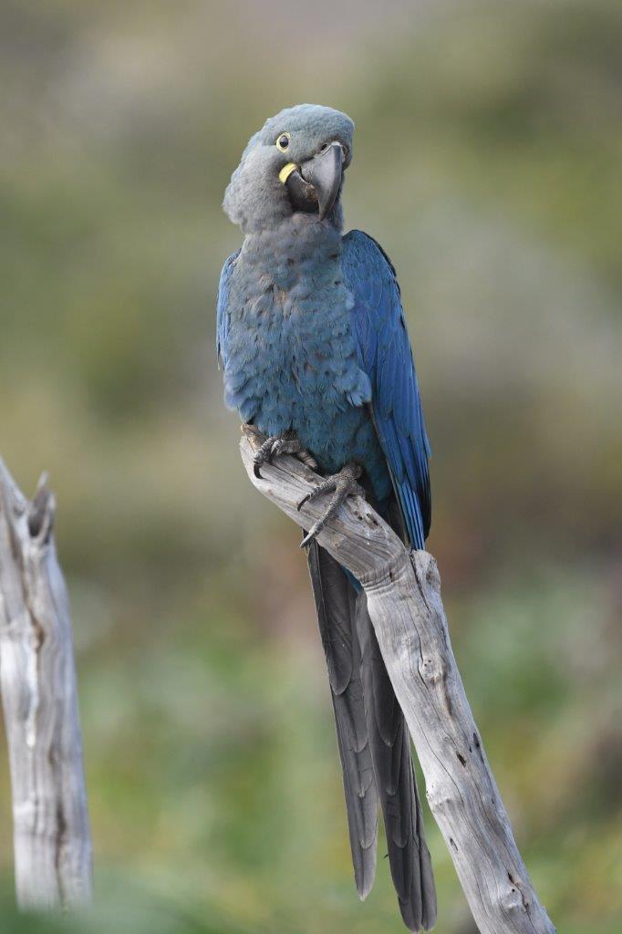 Loro Parque Fundación achieves a new milestone in the reintroduction of ...