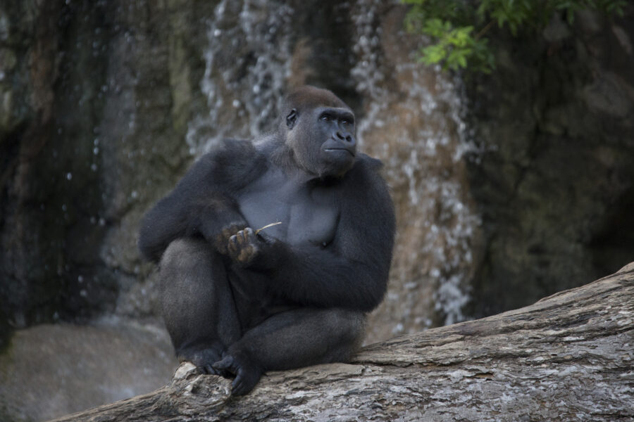 The Gorilla Kiburi joins new family at London Zoo