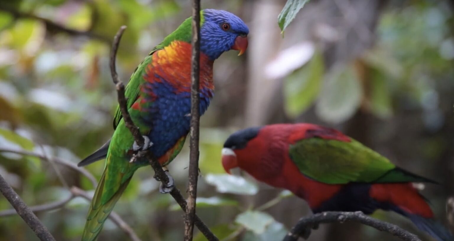 Immersive Experiences