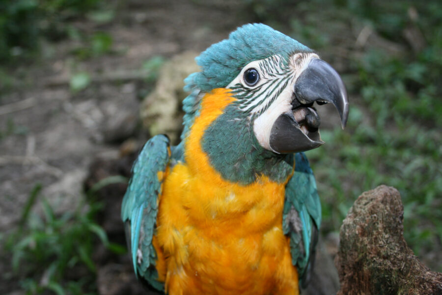 Der Ara ist Zootier des Jahres 2023 • Loro Parque