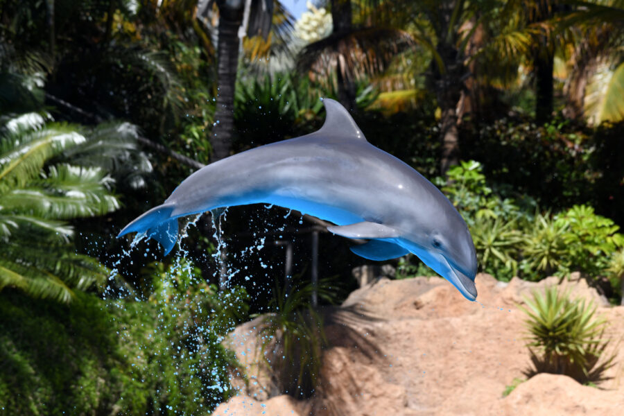 International scientists study at Loro Parque how animals perceive ...