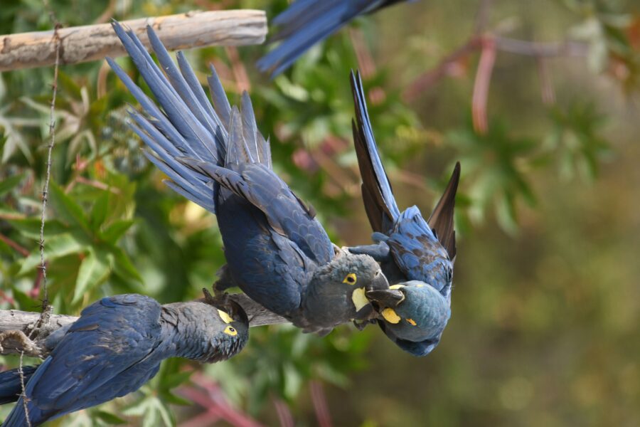 Loro Parque Foundation successfully reintroduces nearly extinct lear's ...