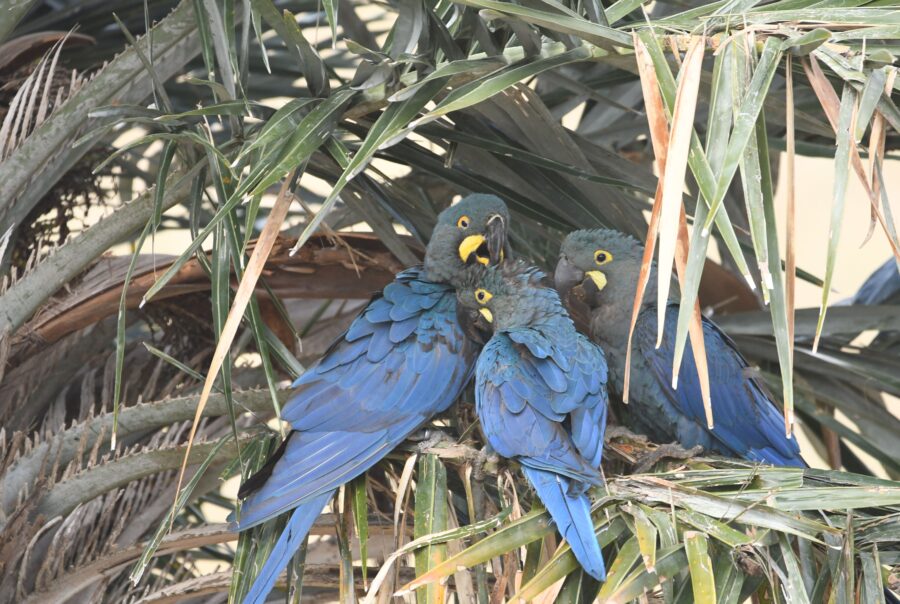 ¡Bienvenid@s a Loro Parque!