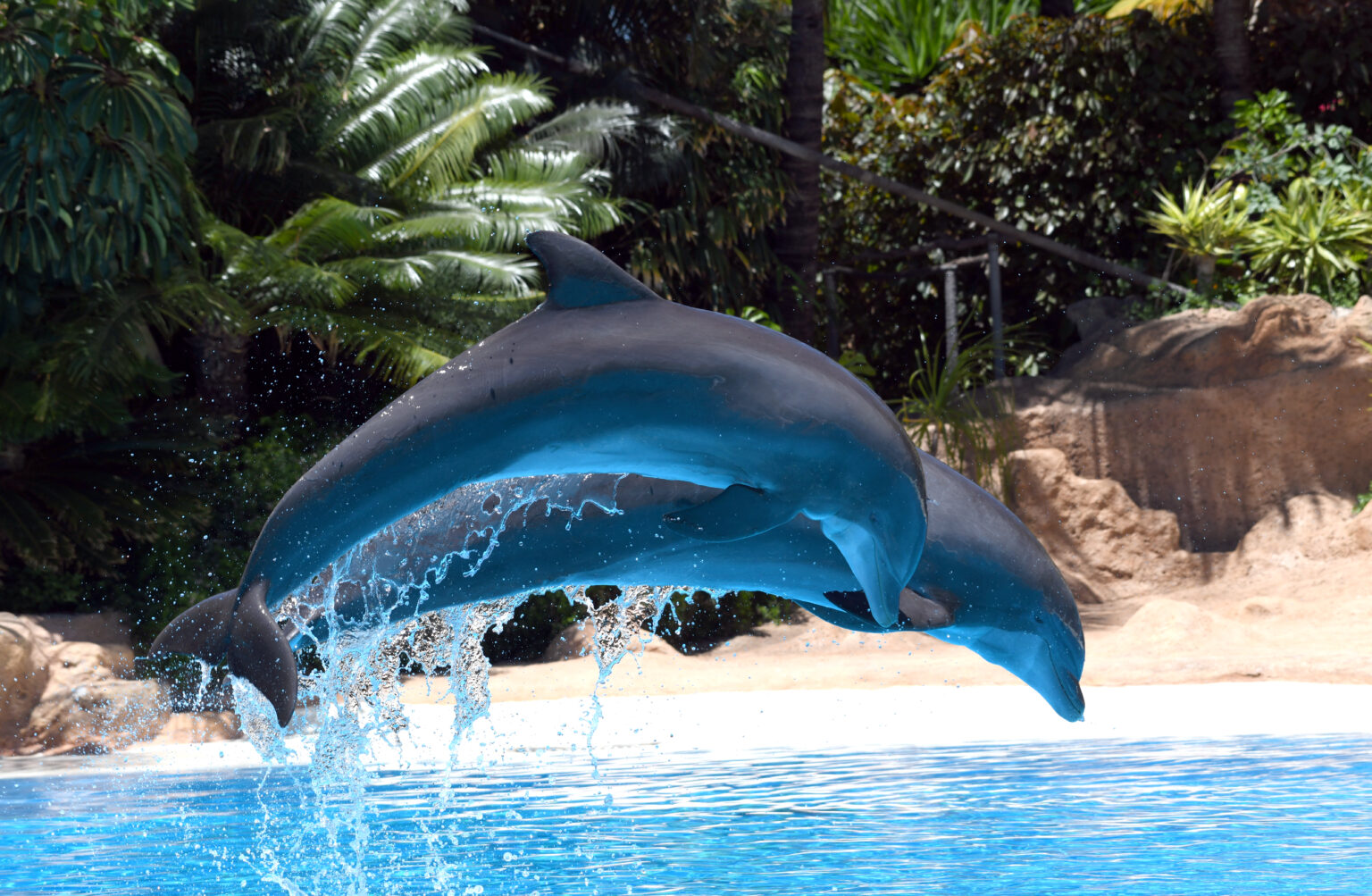 Convenience of Animal Shows