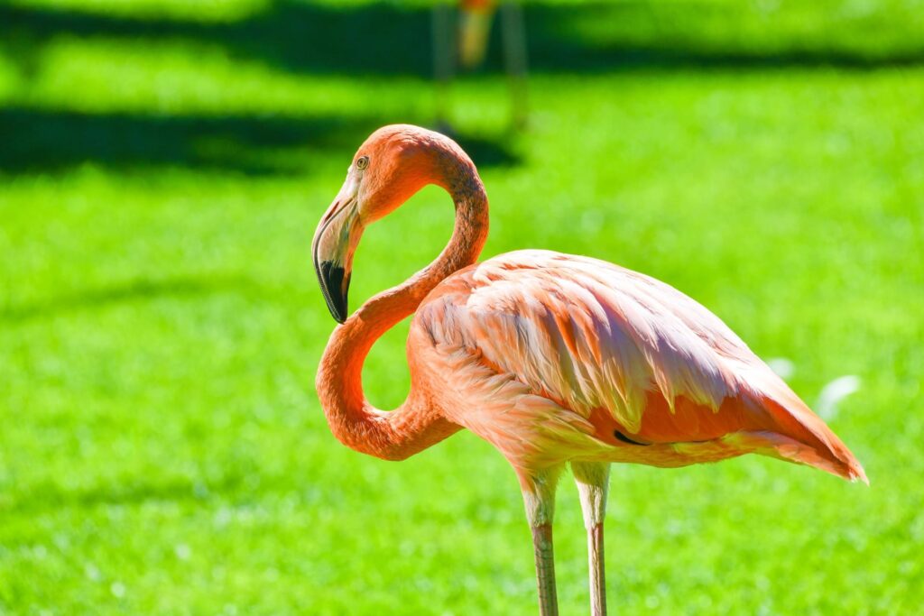 Flamingo Conservation: Protecting the Species at Loro Parque